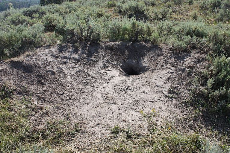 How to Spot a Coyote Den on a Hike - Bushcraft Base Camp