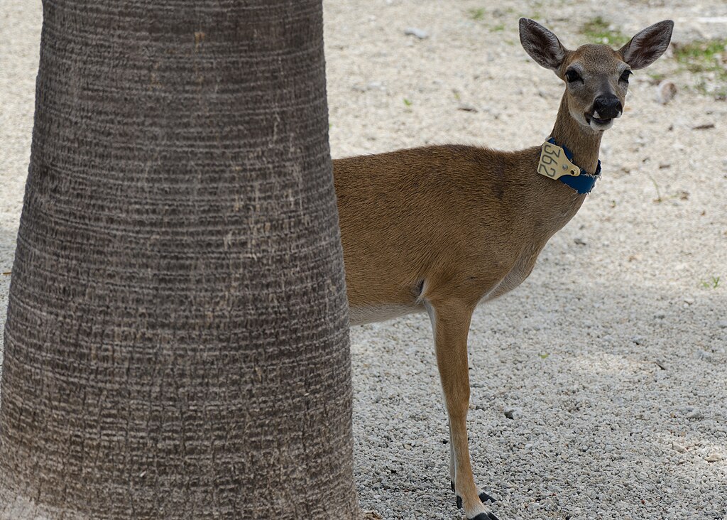 Oregon’s New Mule Deer Boundary Maps: How Changes Will Affect Hunters ...