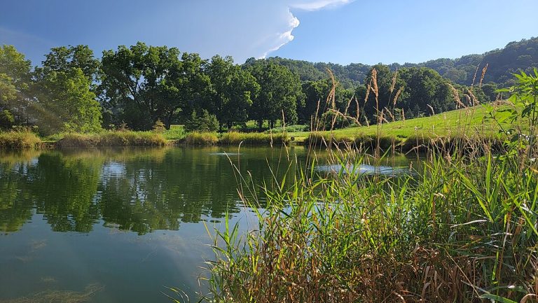 20 Best States in America for Hunting Pheasants - Bushcraft Base Camp