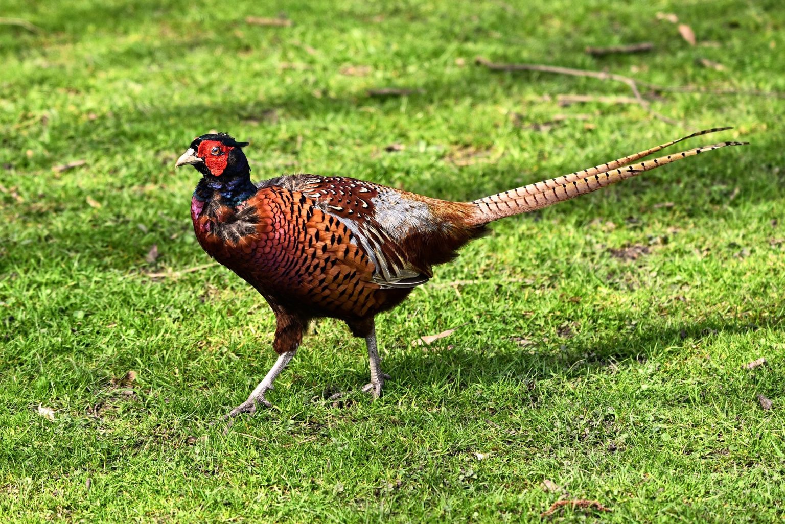 20 Best States in America for Hunting Pheasants - Bushcraft Base Camp