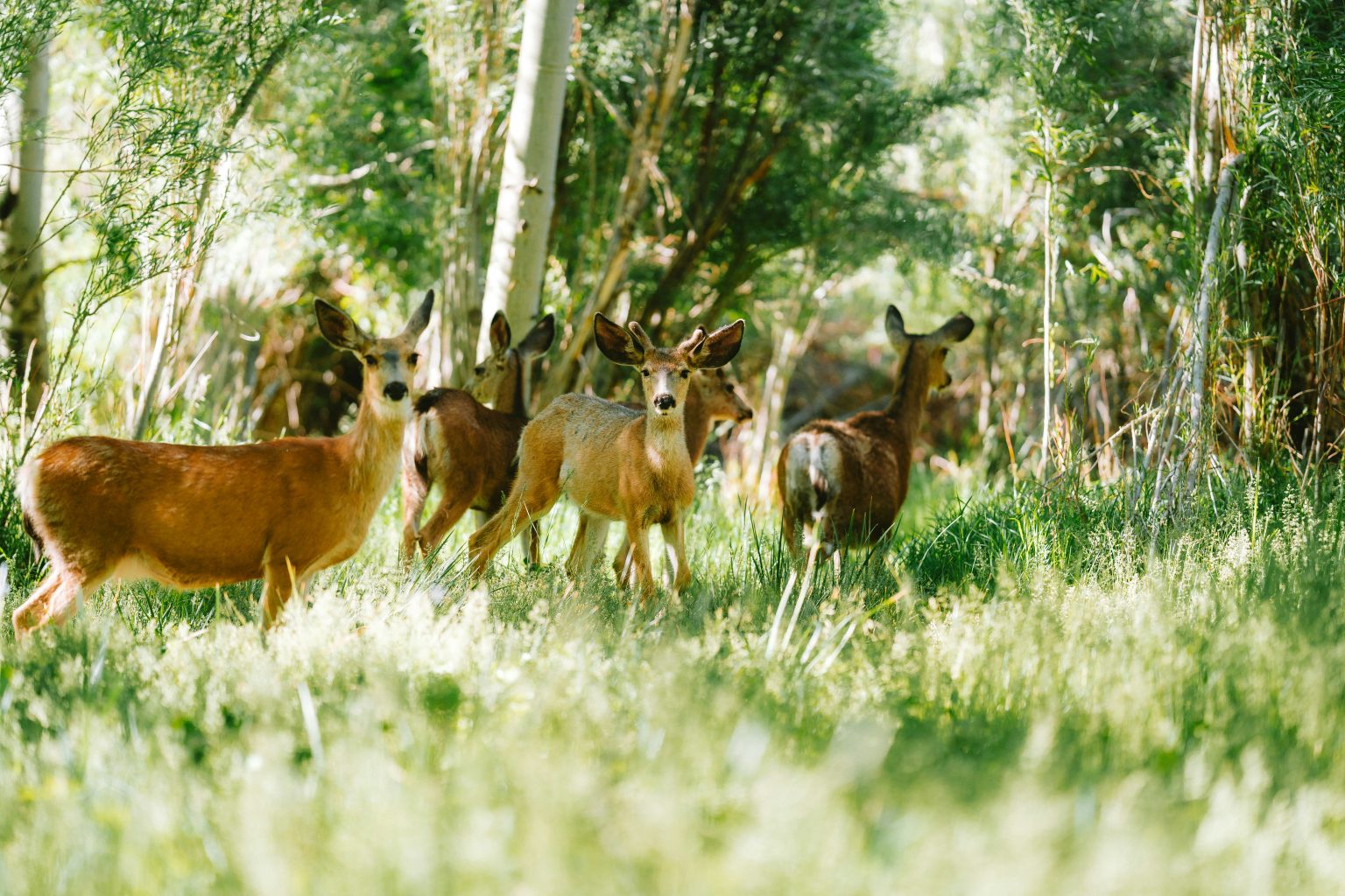 The Ethics of Modern Hunting: Balancing Sport and Conservation ...