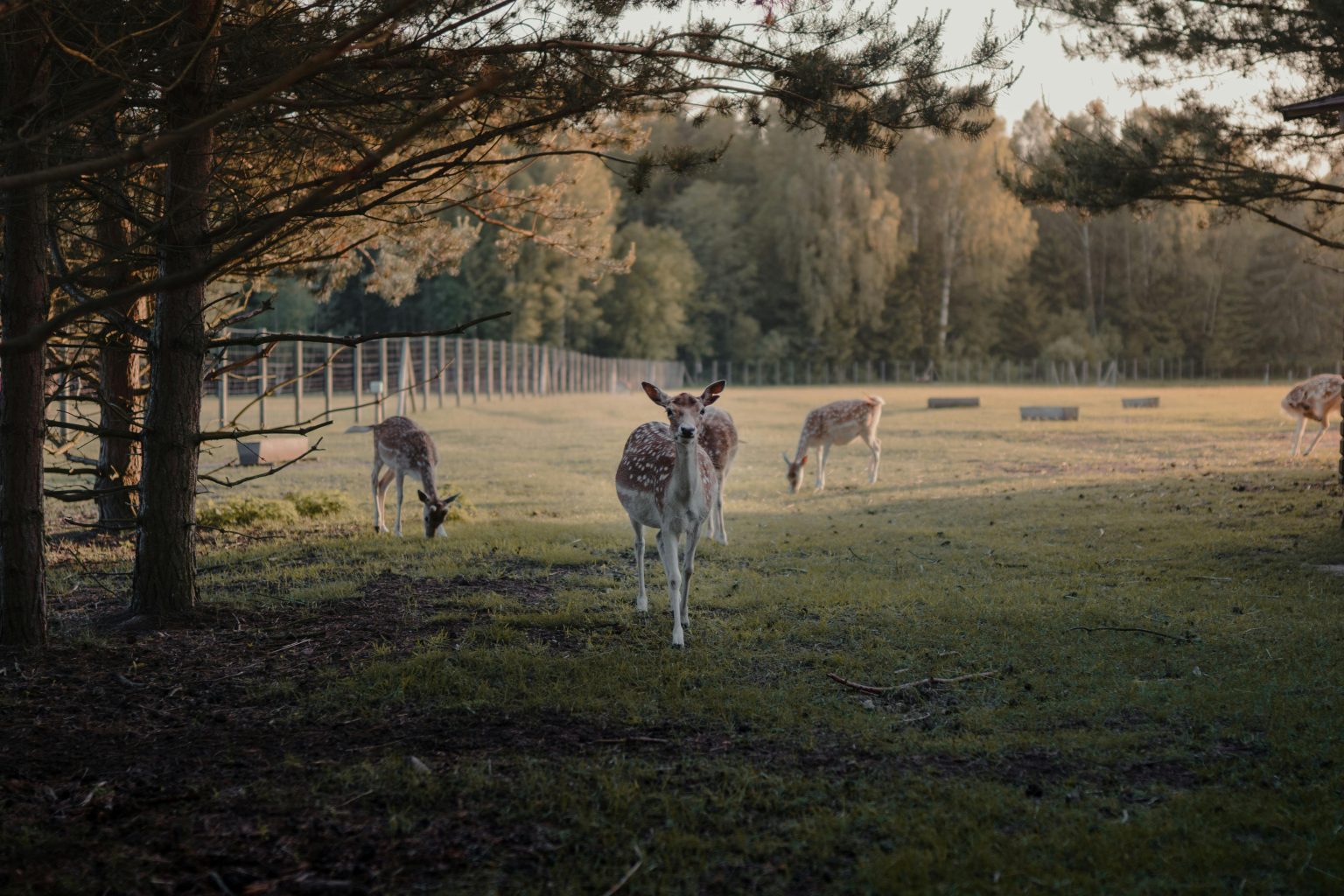 New Deer Hunting Regulations Introduced in Massachusetts for 2025 ...