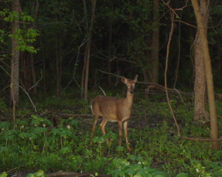 5 Things Hunters Should Know About a Deer’s Vision - Bushcraft Base Camp