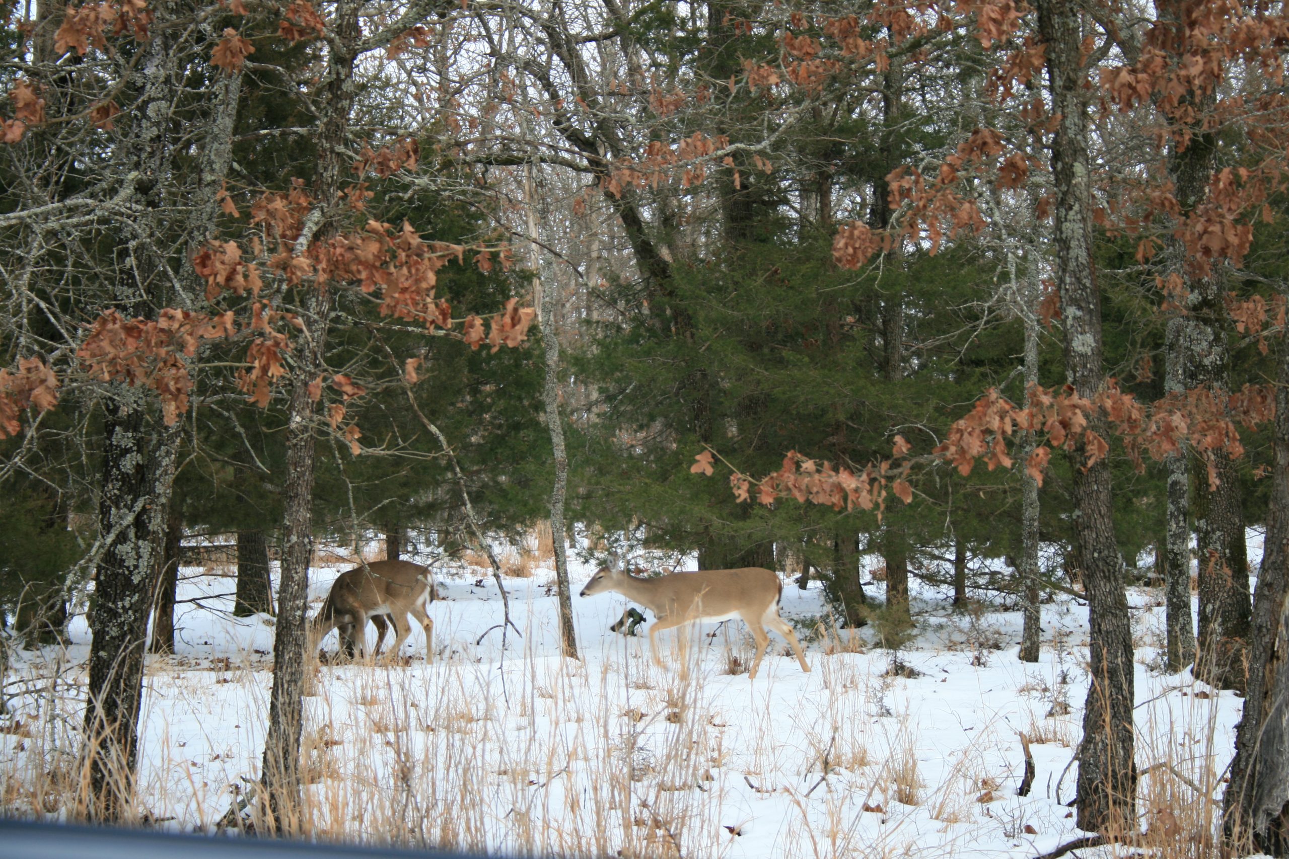 5 Deer Hunting Old Wives’ Tales Hunters Should Stop Believing ...