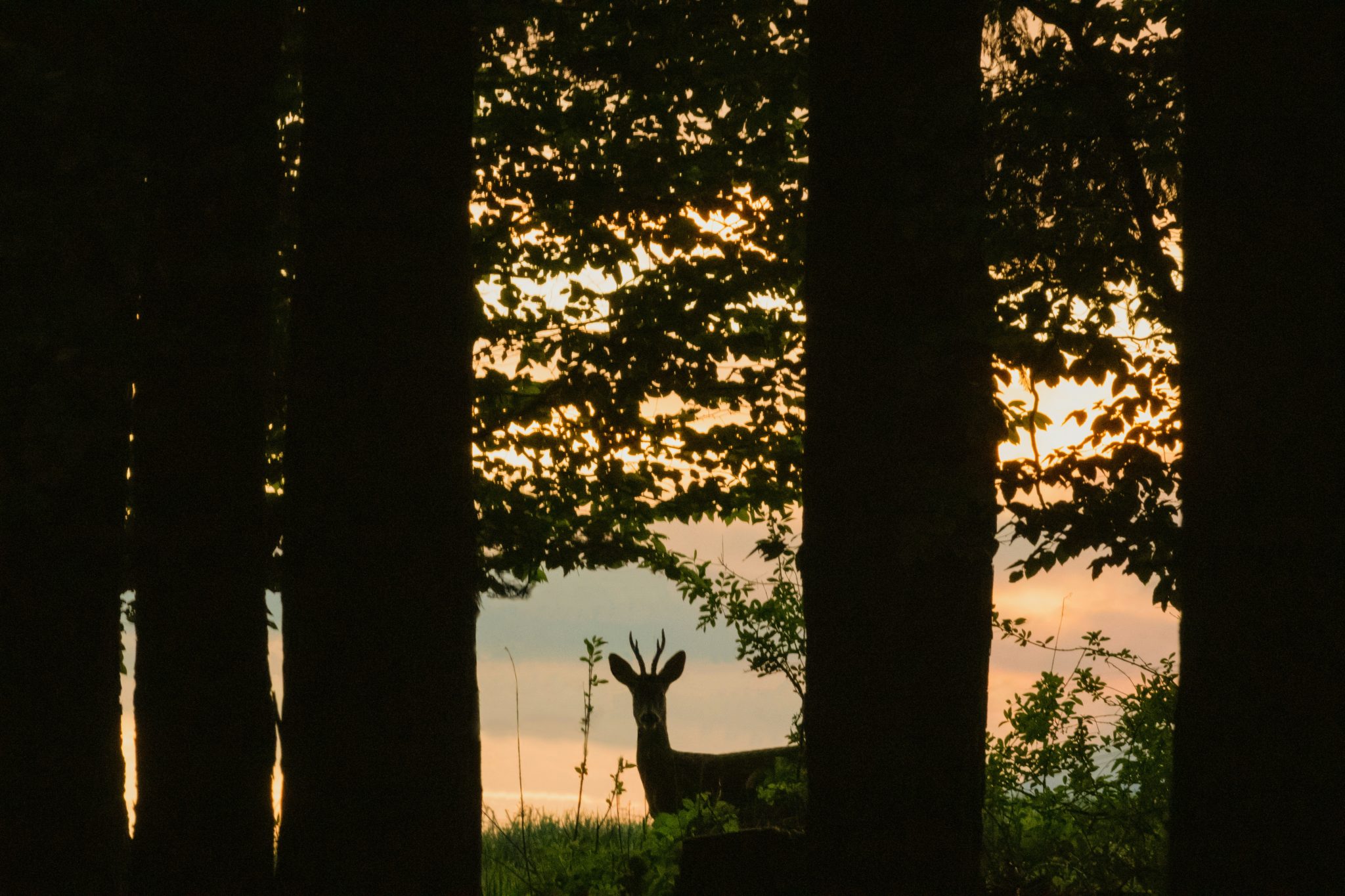 A Hunter’s Guide to Hitting the Perfect Spot on a Deer - Bushcraft Base ...