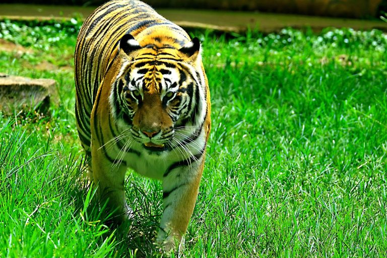 13 Predators That Still Hunt Humans and Where They Roam - Bushcraft ...
