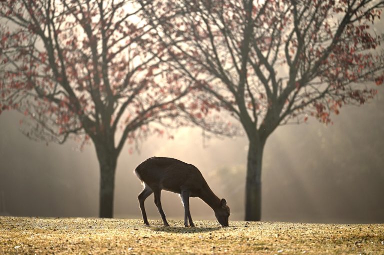 Why More States Are Tightening Rules on Baiting Deer - Bushcraft Base Camp