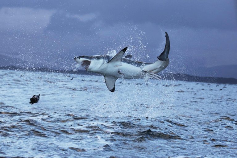 13 Predators That Still Hunt Humans and Where They Roam - Bushcraft ...