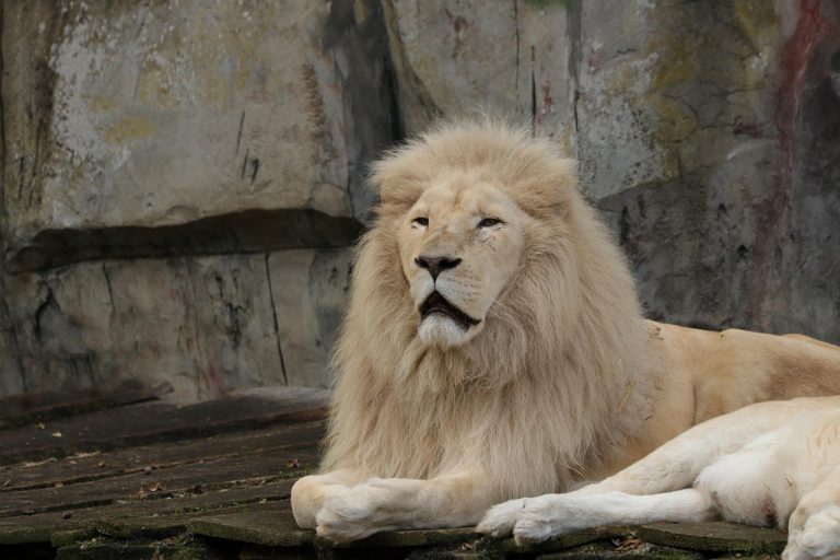 13 Predators That Still Hunt Humans and Where They Roam - Bushcraft ...
