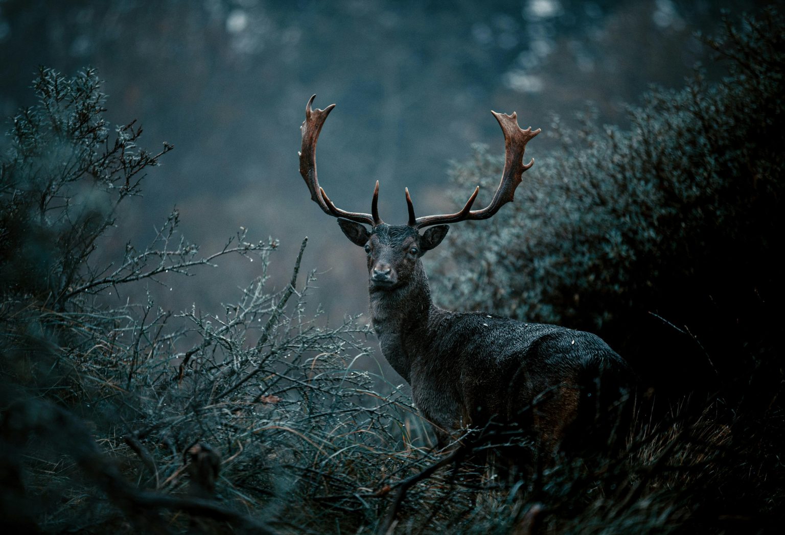 5 Things Hunters Should Know About a Deer’s Vision - Bushcraft Base Camp