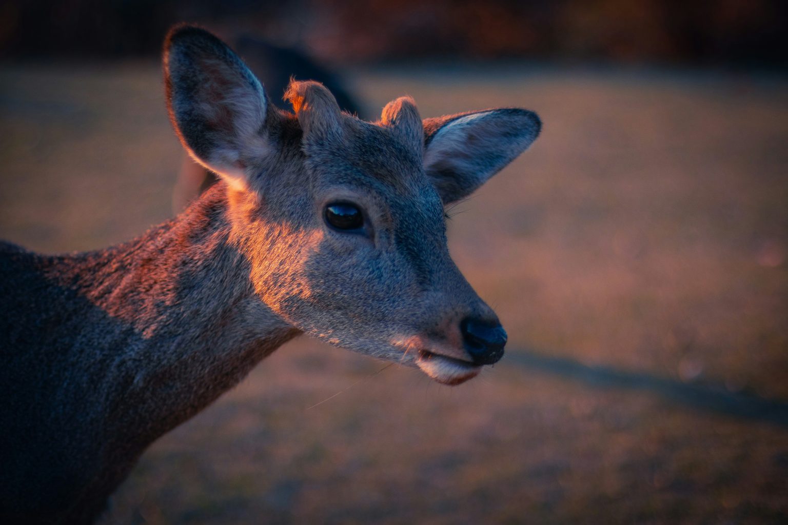 5 Things Hunters Should Know About a Deer’s Vision - Bushcraft Base Camp
