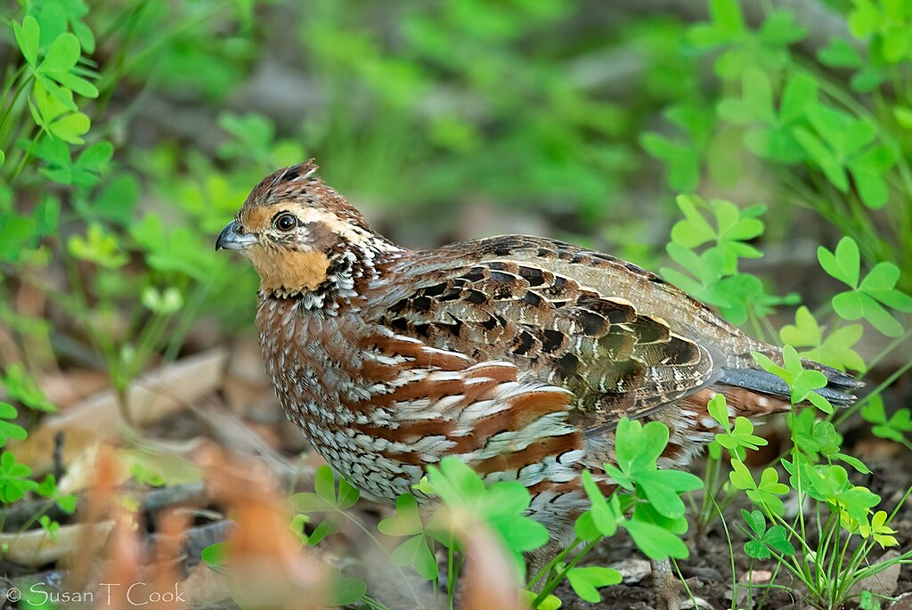 10 Wildlife Sightings That Were Common in the 1970s But Rare Today ...