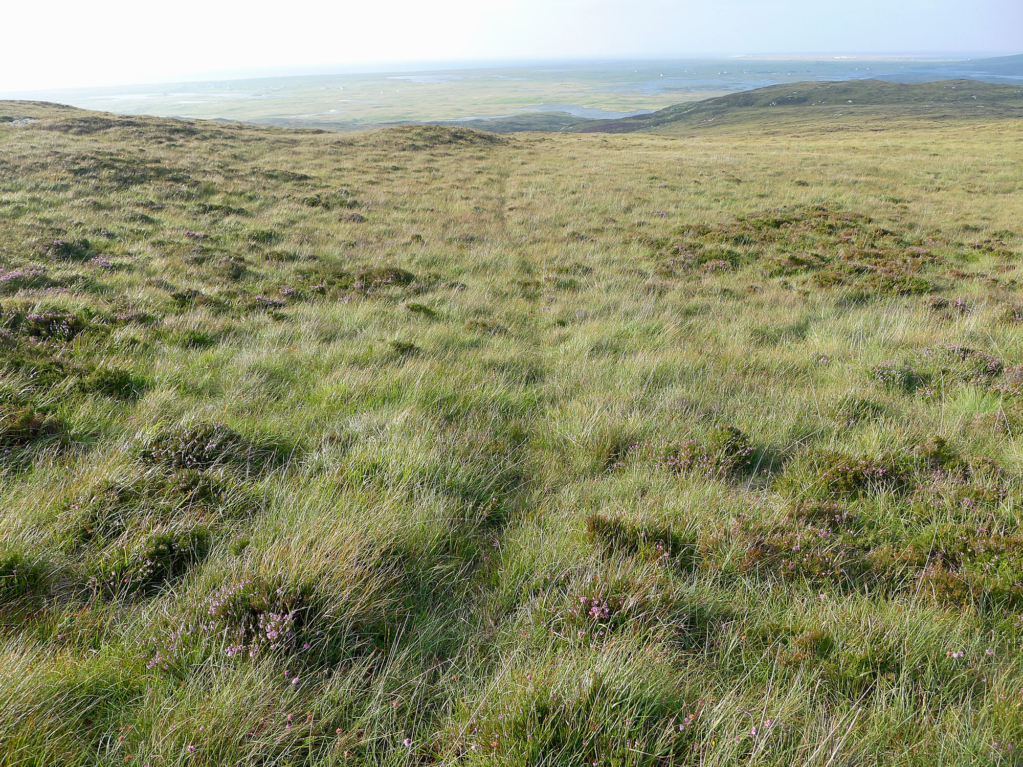 12 Ground Patterns That Reveal a Large Animal Passed Recently ...