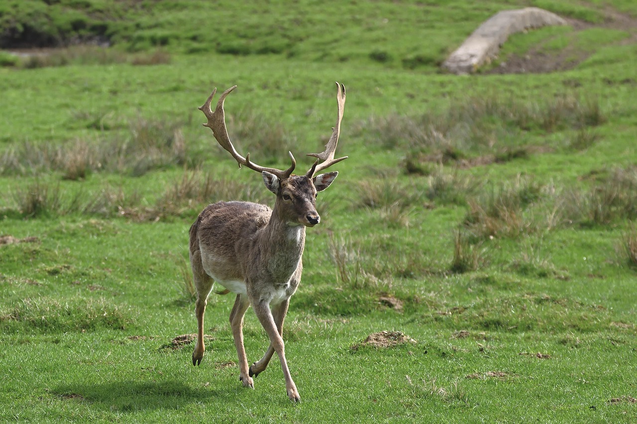 Crowding-Driven Risk Shifts in Colorado Recreation Areas - Bushcraft ...