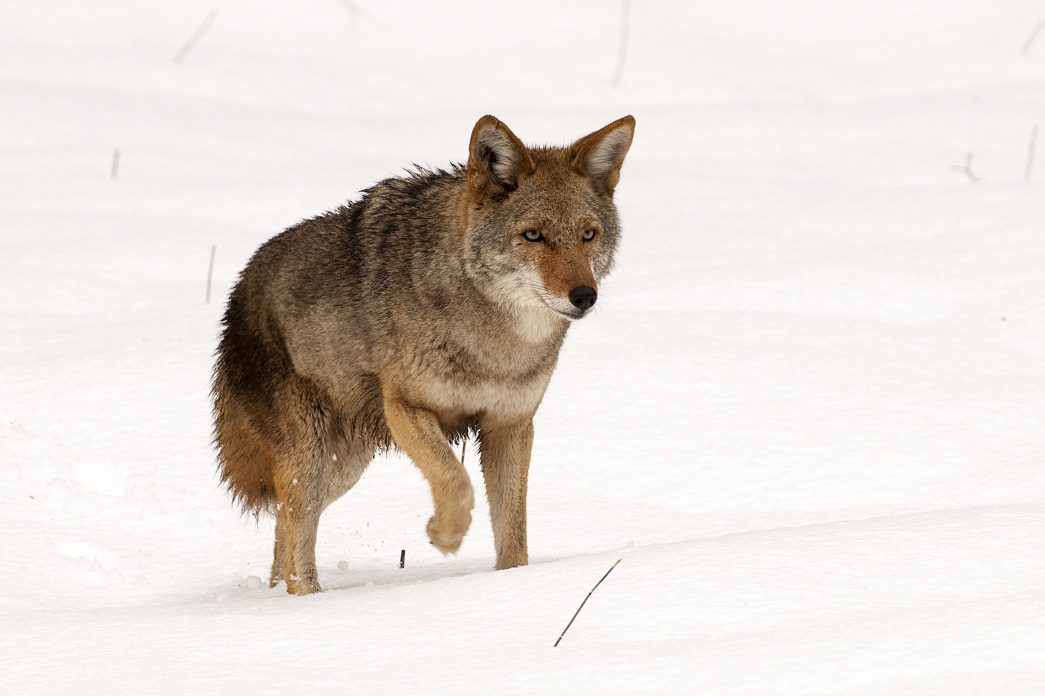 5 Animals People Mistake for Coyotes That Aren’t - Bushcraft Base Camp