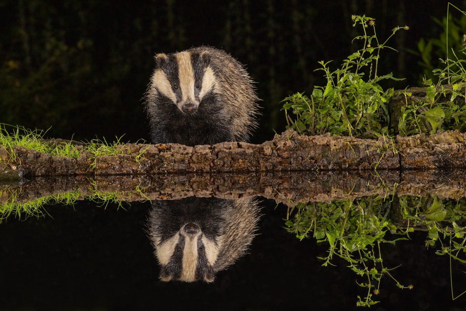 12 Fearless Animals That Hunt Rattlesnakes—Venom Isn’t Always a Winning ...