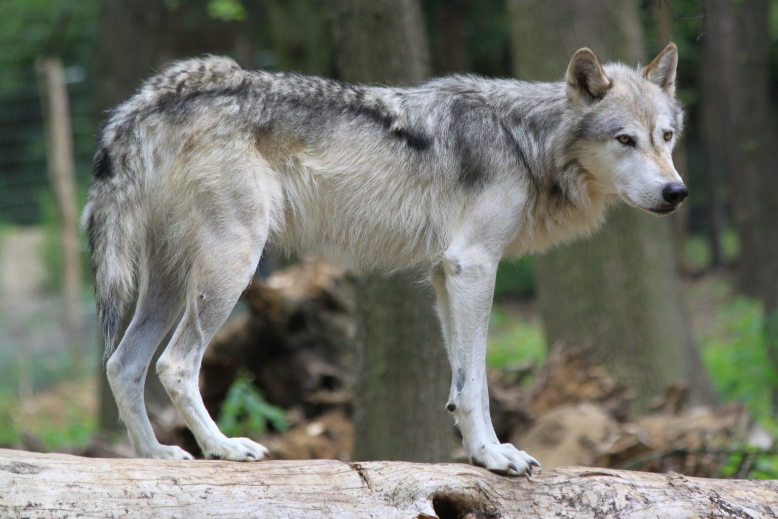 5 Animals People Mistake for Coyotes That Aren’t - Bushcraft Base Camp