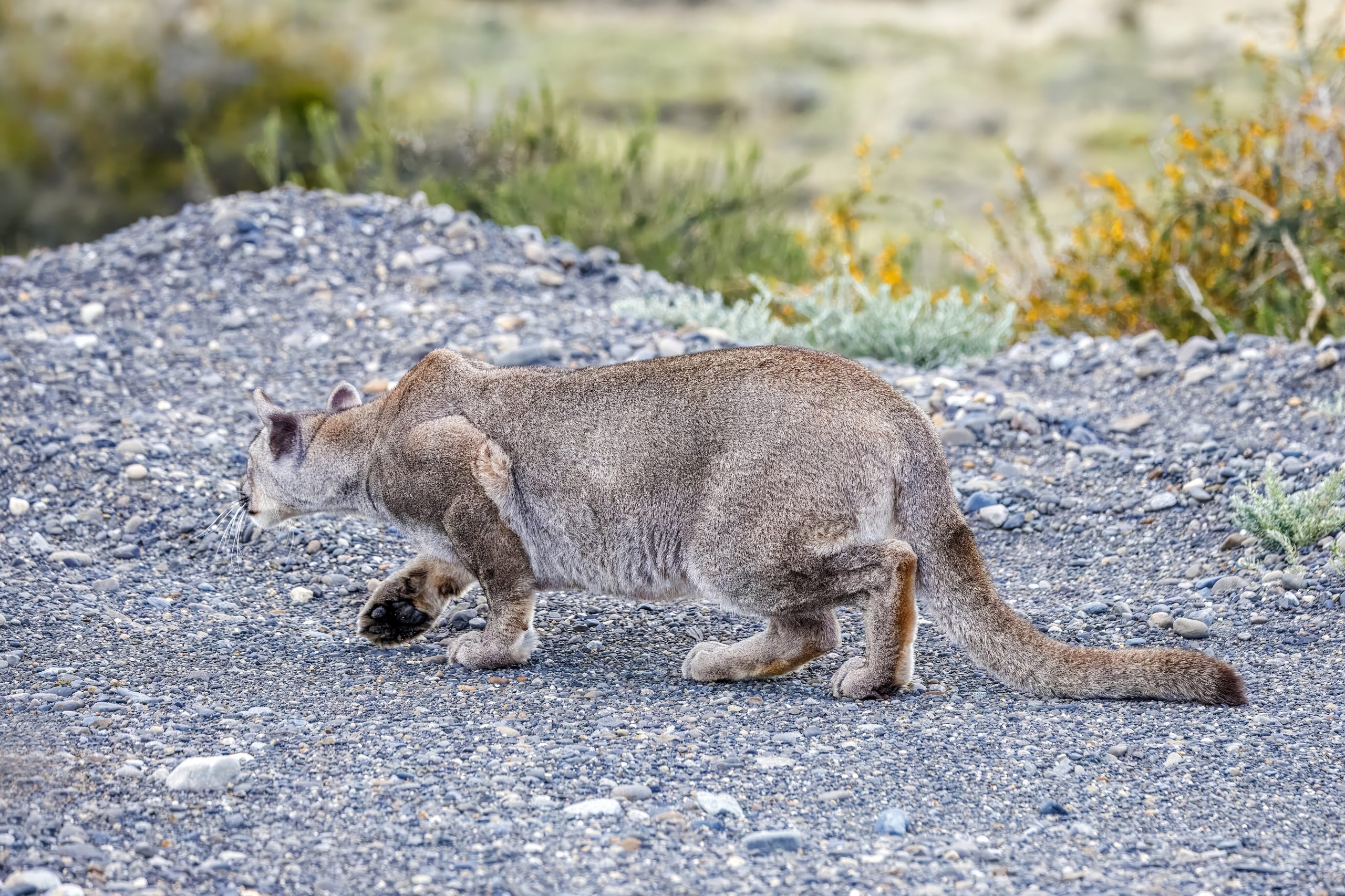 What Triggers Defensive Attacks From Cougars - Bushcraft Base Camp