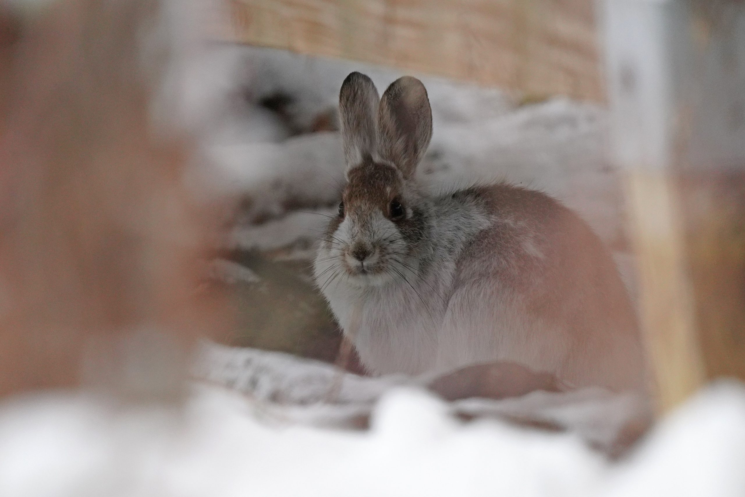 9 Animals That React Differently to Snow Than People Expect - Bushcraft ...
