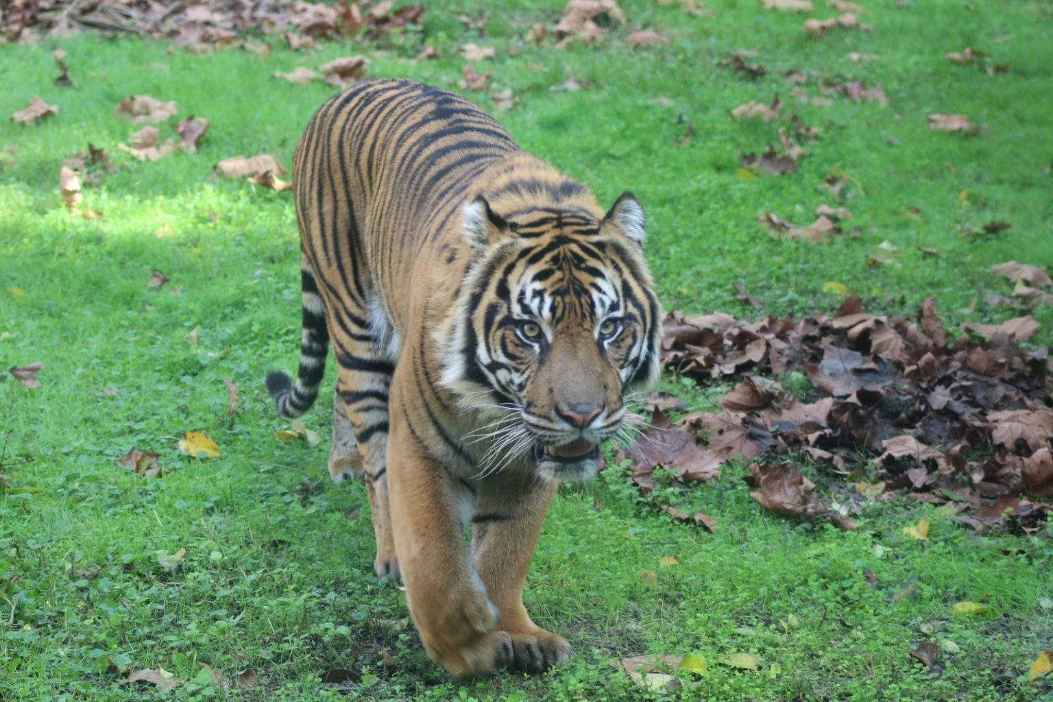 6 Animals That Hunt Humans on Purpose - Bushcraft Base Camp