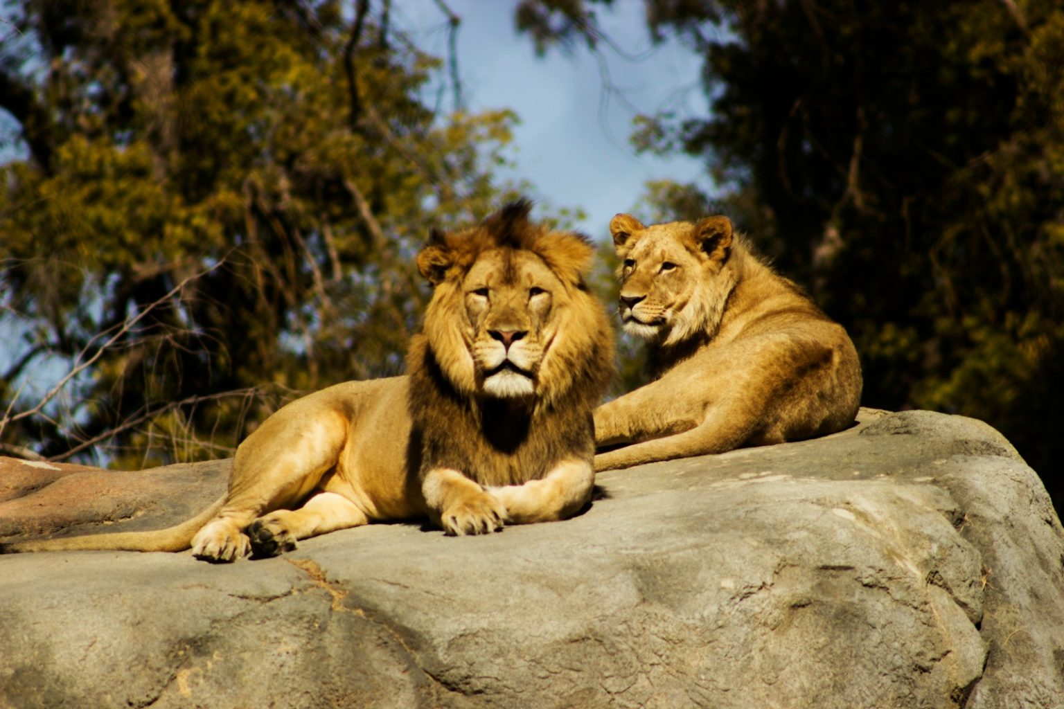 6 Animals That Hunt Humans on Purpose - Bushcraft Base Camp