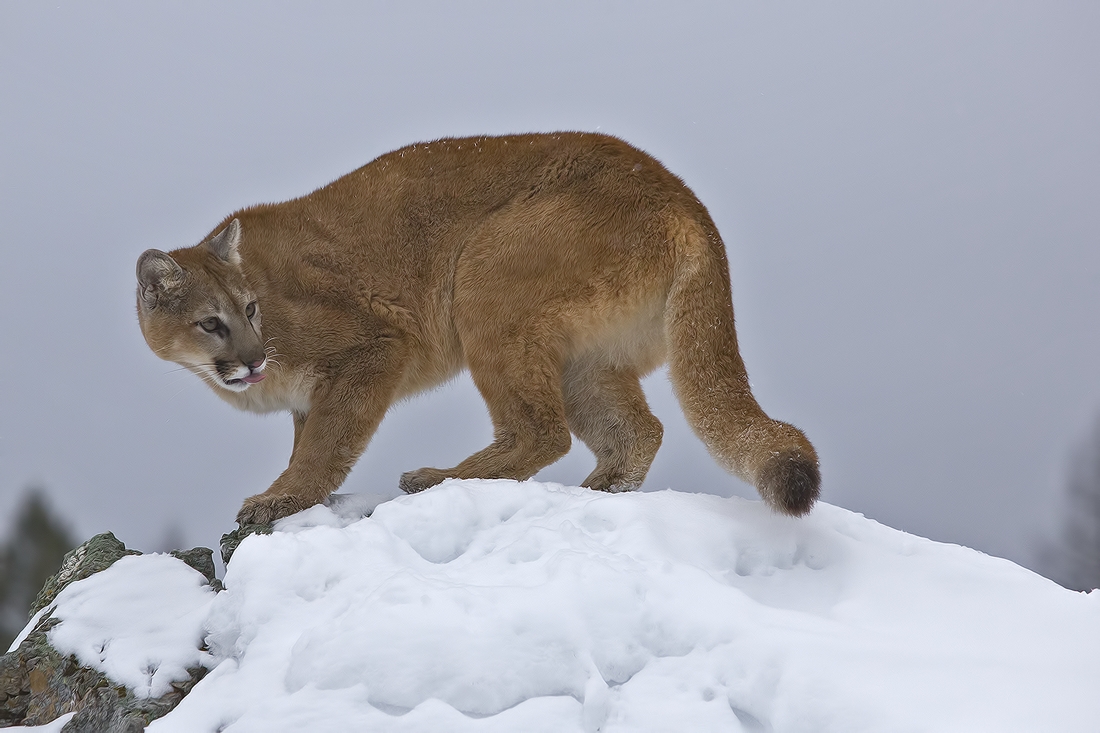 9 Animals That React Differently to Snow Than People Expect - Bushcraft ...