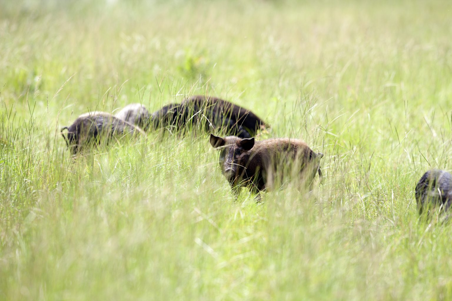 15 States Where Wild Hog Damage Is Getting Hard to Ignore - Bushcraft ...
