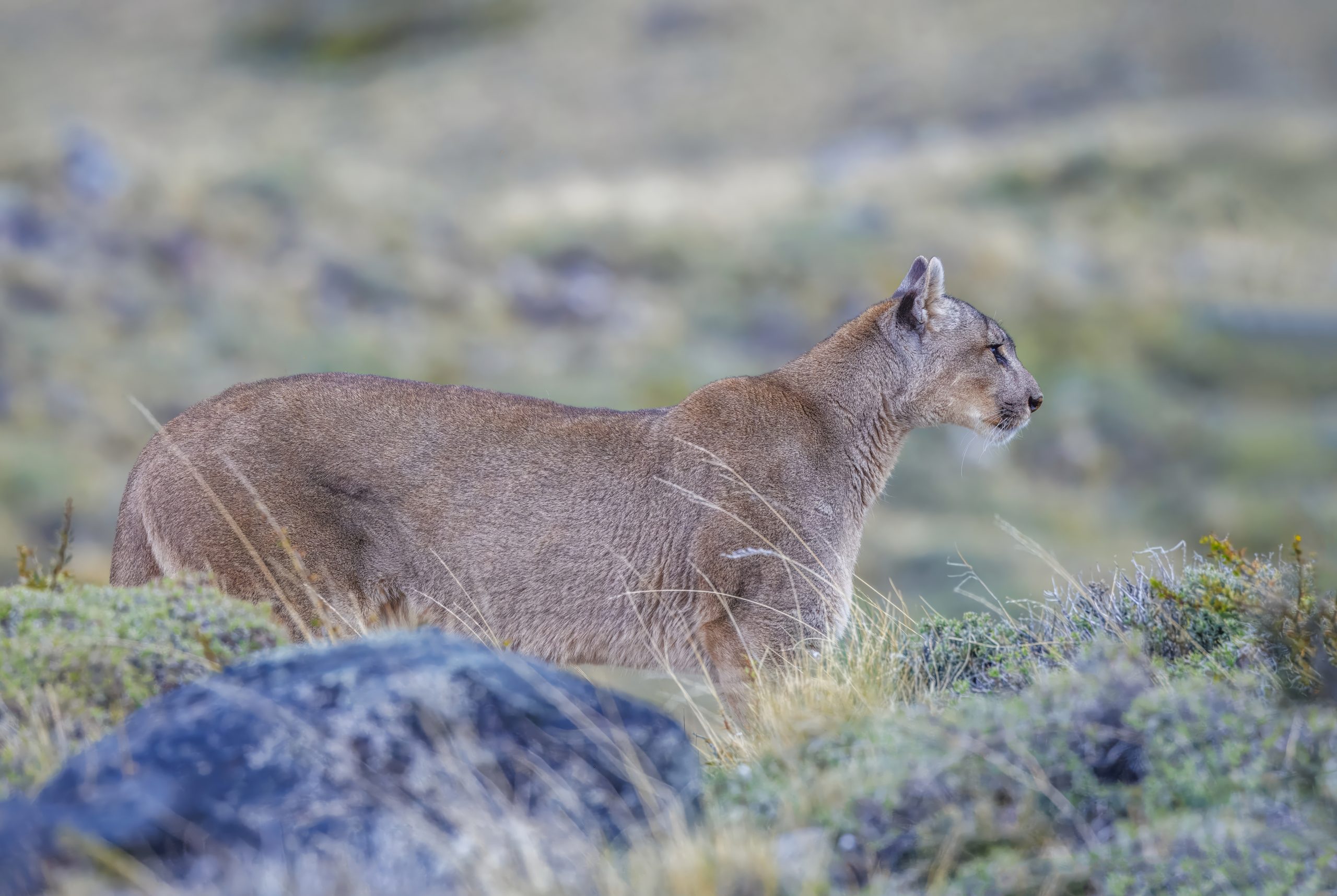 9 Signs a Mountain Lion Is Nearby - Bushcraft Base Camp