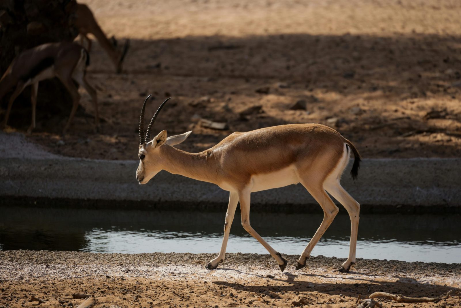 11 Proven Tips for Tracking and Hunting Nocturnal Bucks - Bushcraft ...
