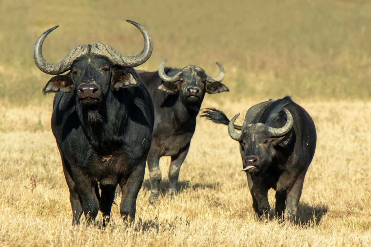 13 Animals That Attack First And Ask Questions Later - Bushcraft Base Camp