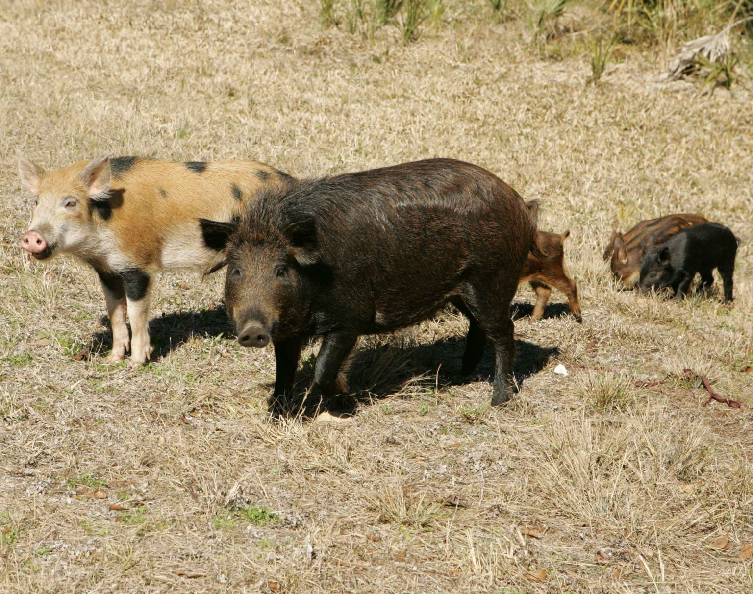 8 Dangerous Animals Hunters Should Know How to Avoid - Bushcraft Base Camp