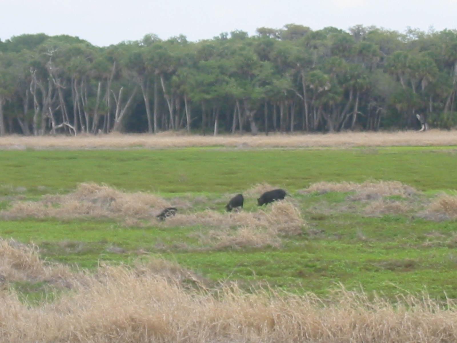 15 States Where Wild Hog Damage Is Getting Hard to Ignore - Bushcraft ...