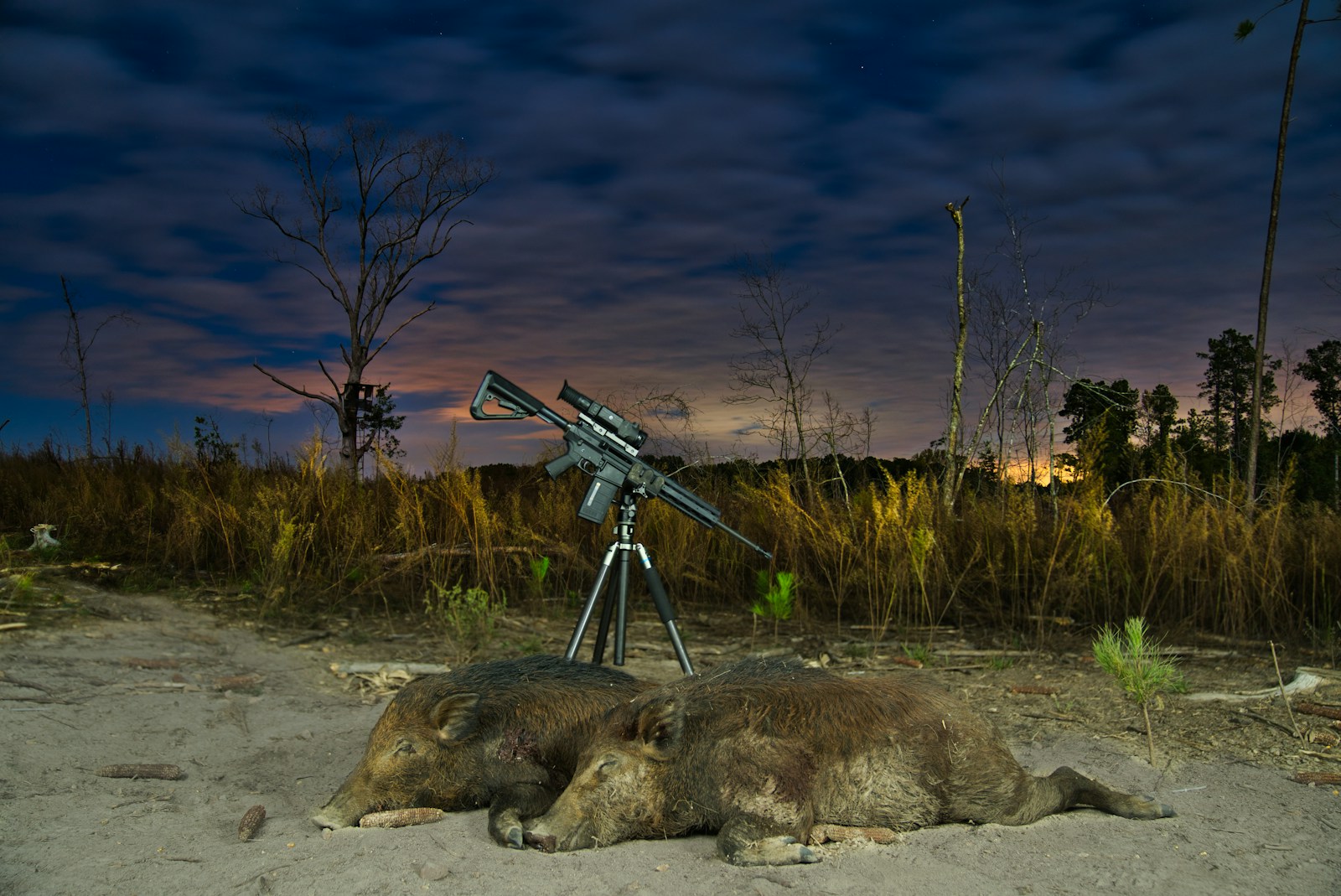 5 Hog Hunting Cartridges That Get the Job Done - Bushcraft Base Camp