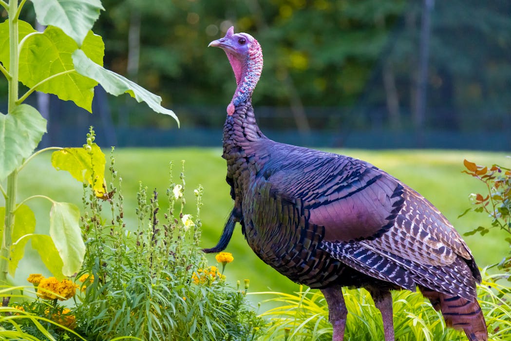 8 Ways Camp Location Interferes With Roosted Turkeys - Bushcraft Base Camp