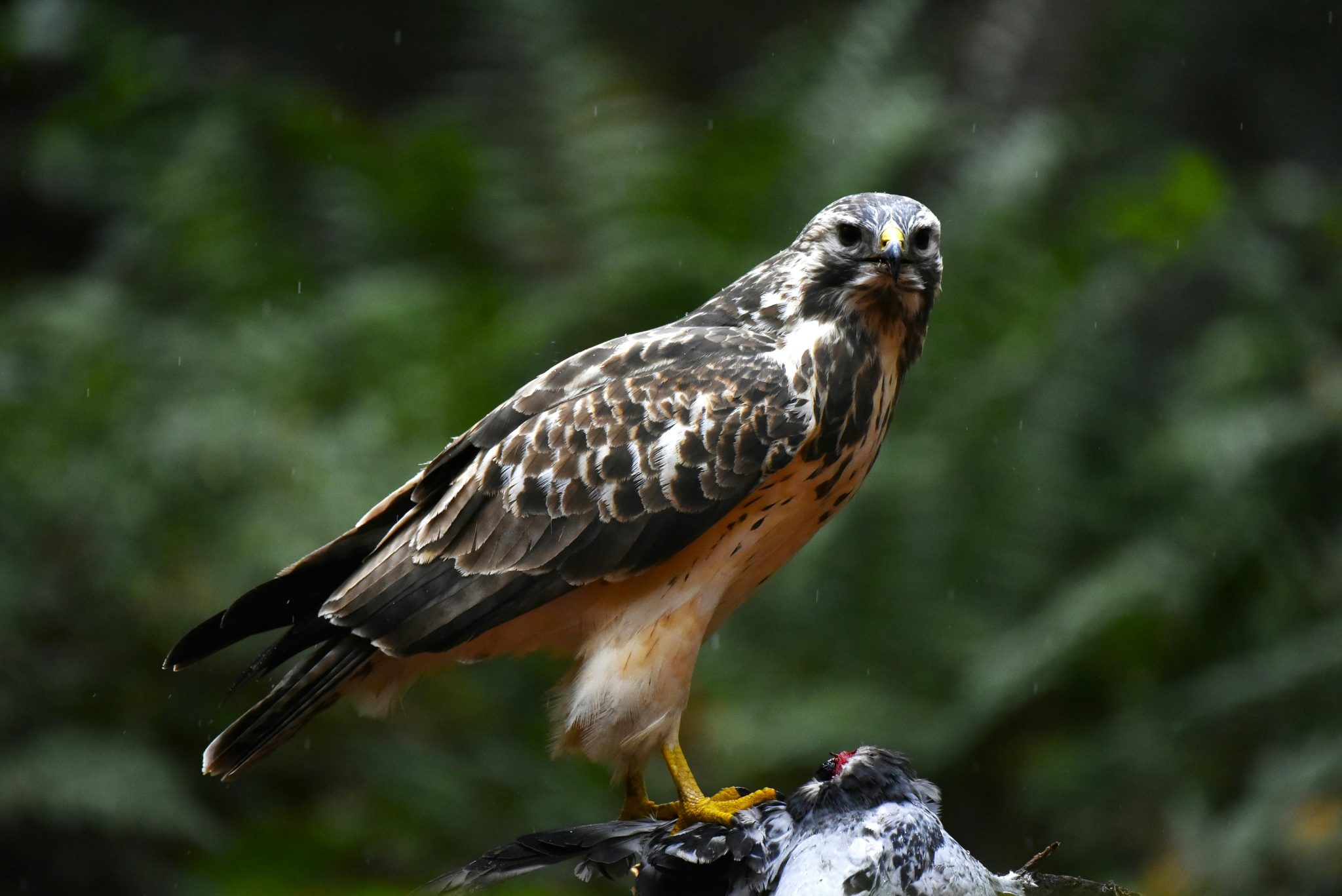 12 Fearless Animals That Hunt Rattlesnakes—Venom Isn’t Always a Winning ...