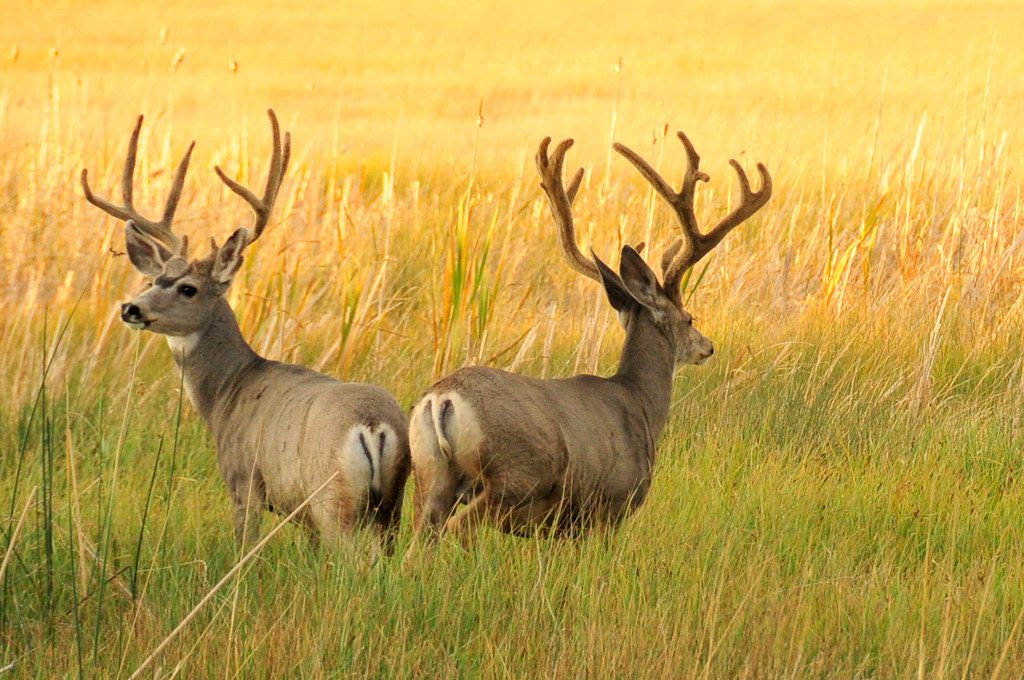 9 Reasons Mature Bucks Avoid “Perfect” Habitat - Bushcraft Base Camp