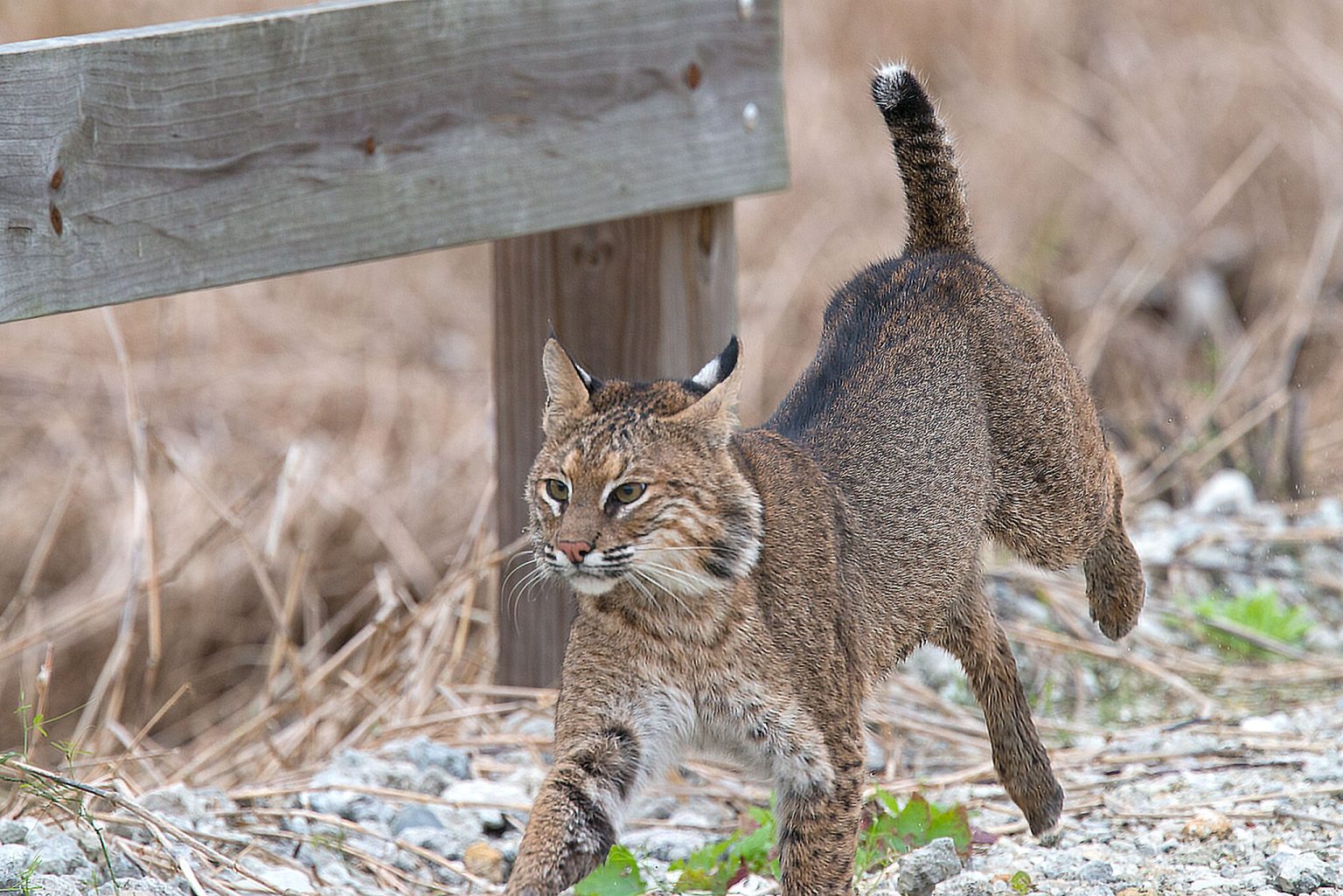 7 Places In The US Where Bobcats Prowl In Huge Numbers - Bushcraft Base ...