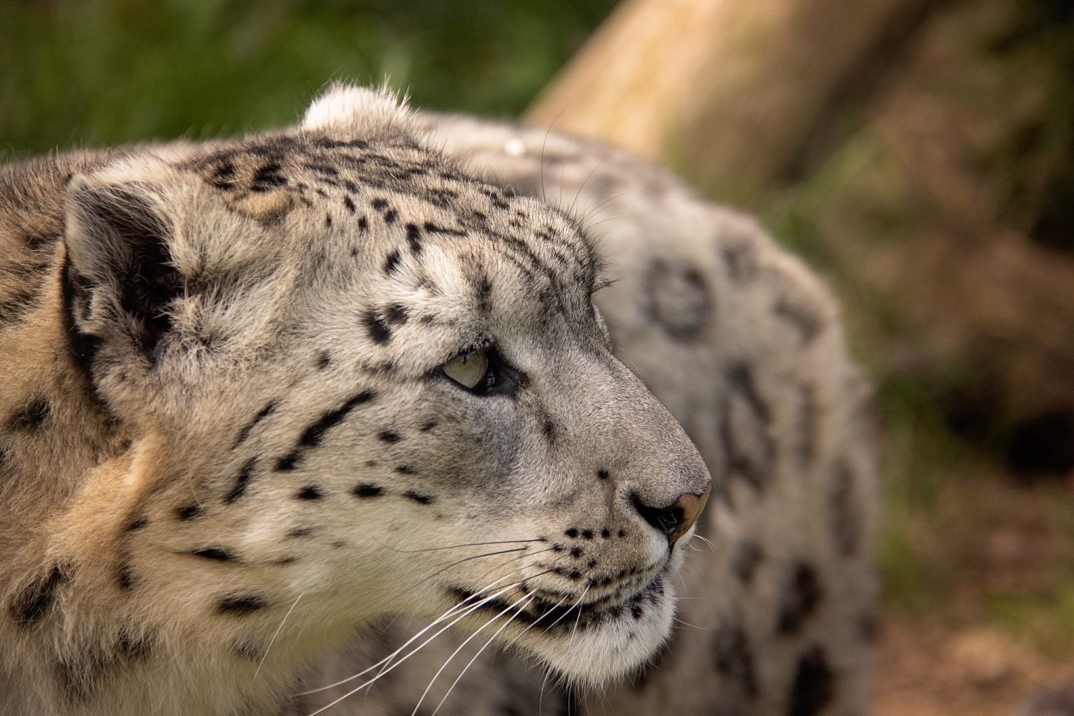 Ski selfie turns savage as tourist mauled by snow leopard - Bushcraft ...