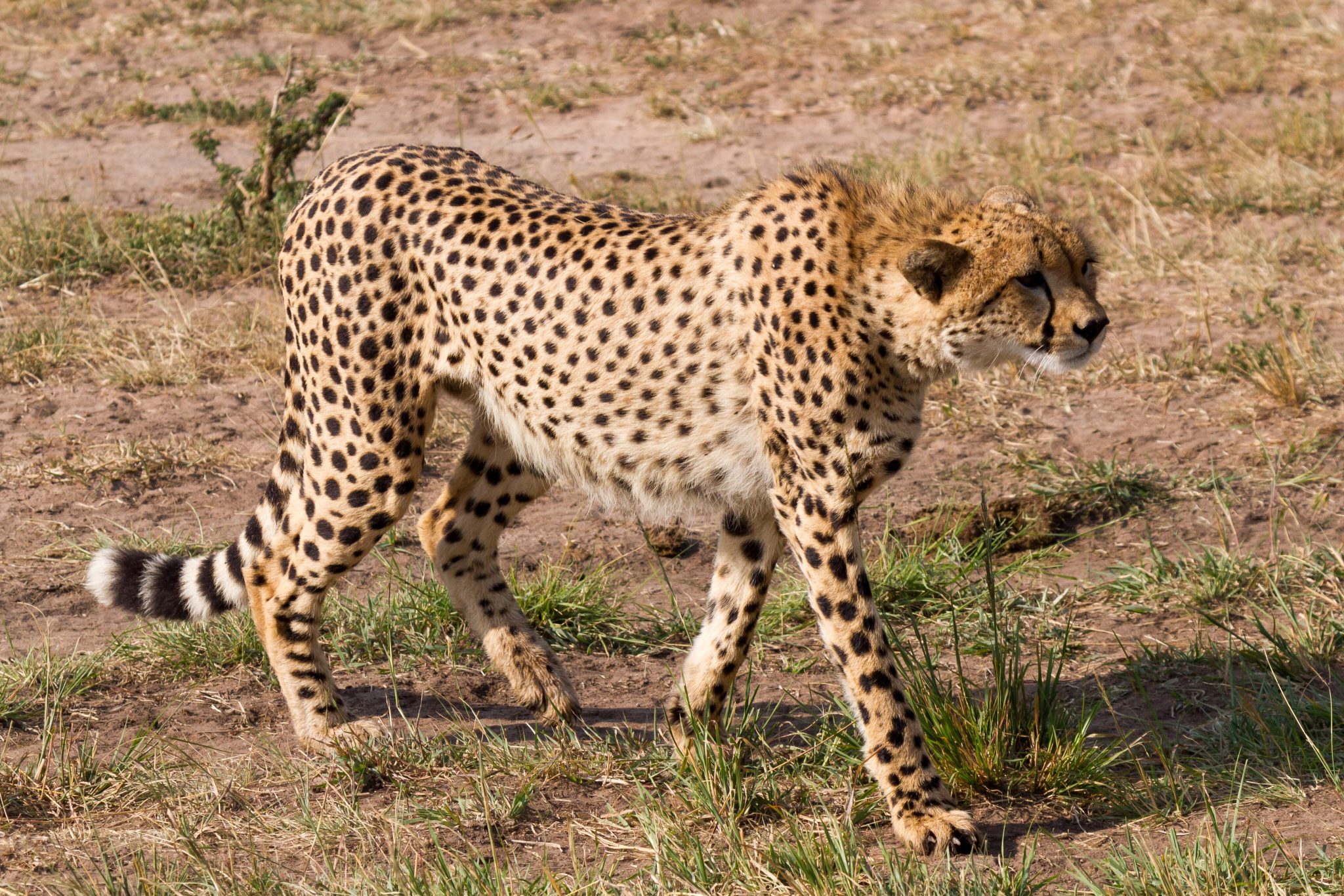 9 Animals That Strike So Fast You Don’t Get a Second Chance - Bushcraft ...
