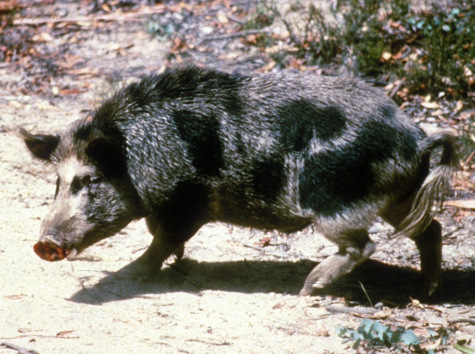 Experts Issue Warning As Hybrid Creatures Attack People And Livestock ...