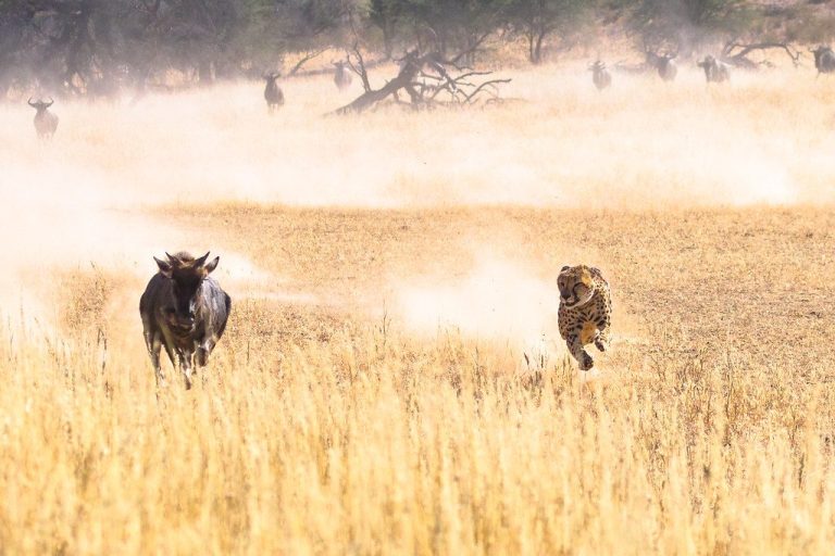 9 Animals That Strike So Fast You Don’t Get a Second Chance - Bushcraft ...