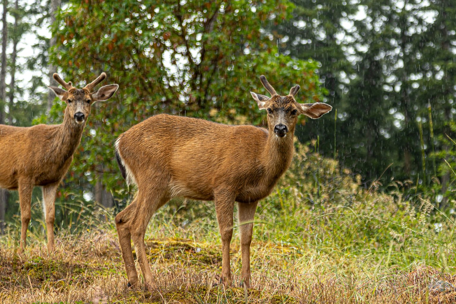 The 5 Best U.S. States for Deer Hunting - Bushcraft Base Camp