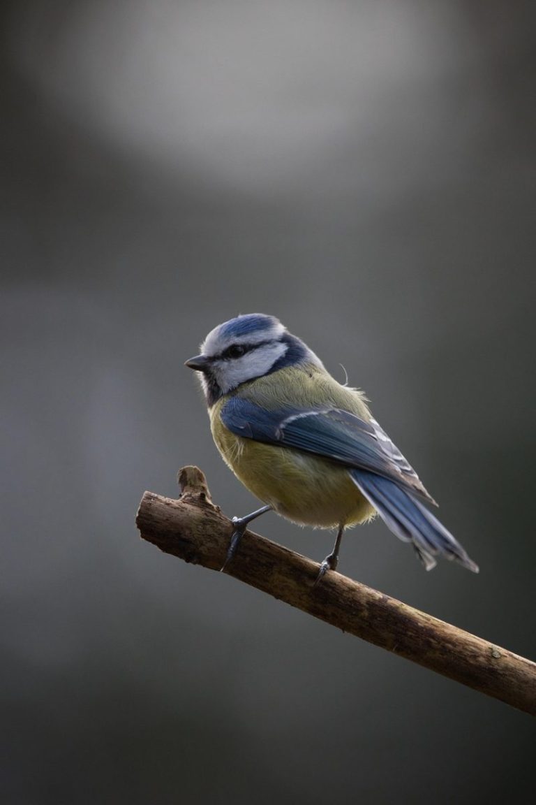 10 Wildlife Species We’ve Lost Forever in the 21st Century - Bushcraft ...