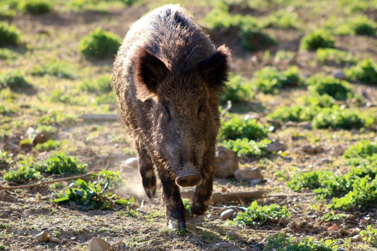Why Feral Hog Hunting Is Expanding Into States That Have Never Had to ...