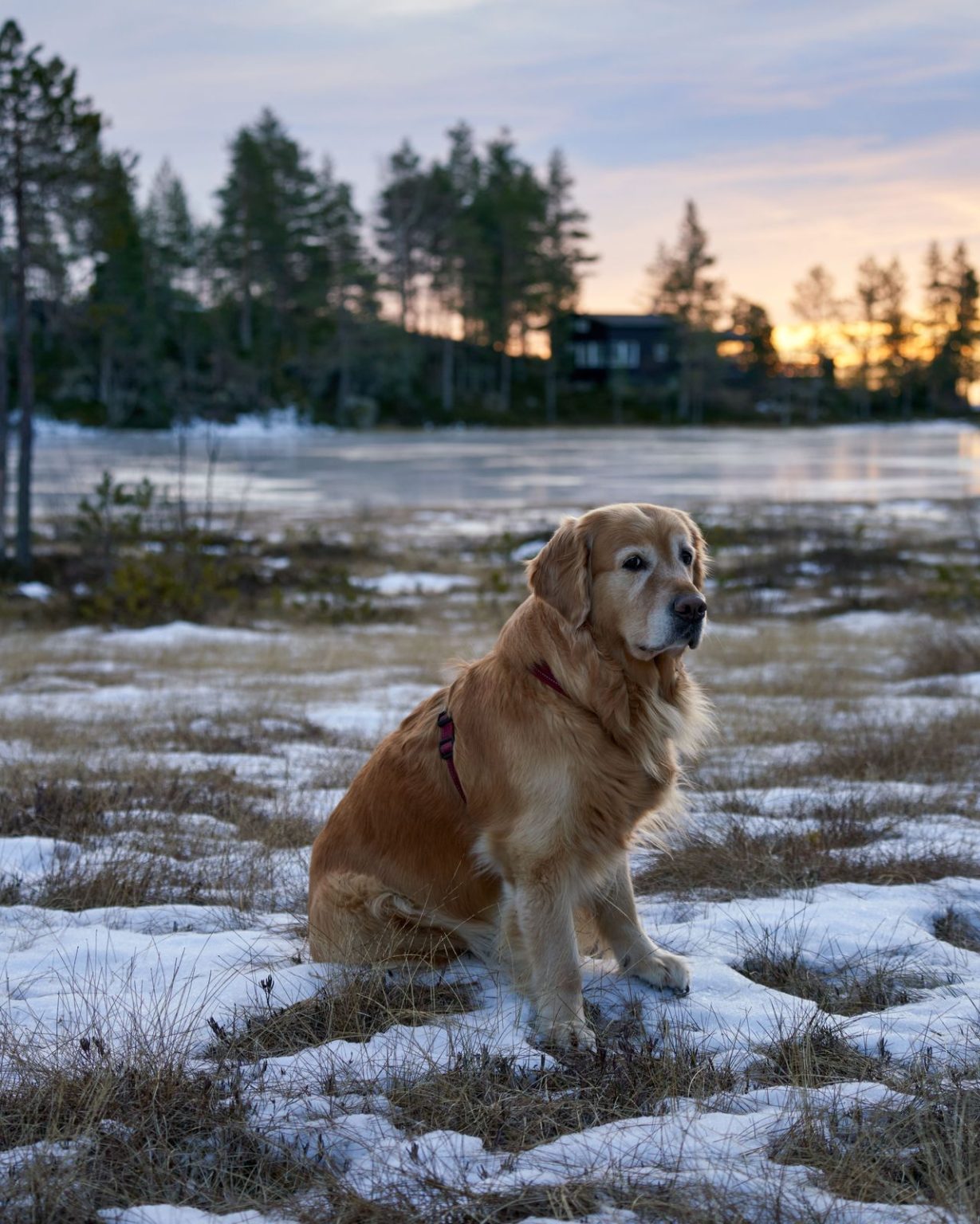 8 Retriever Breeds That Waterfowl Hunters in Cold Climates Say Handle ...